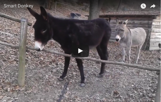 Hidden Insight and The Third Donkey | Scott Berkun